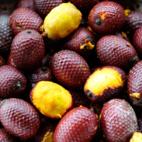Buriti: um tesouro do Cerrado Brasileiro | Caixa Colonial